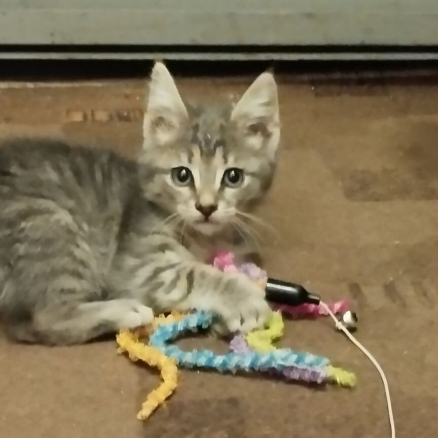 Отдам в добрые руки