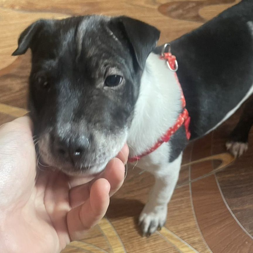 Стаффорд 3 месяца ищет новый дом)