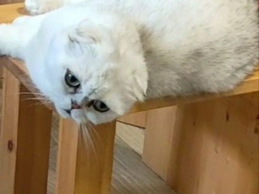 Шотландская серебристая шиншила