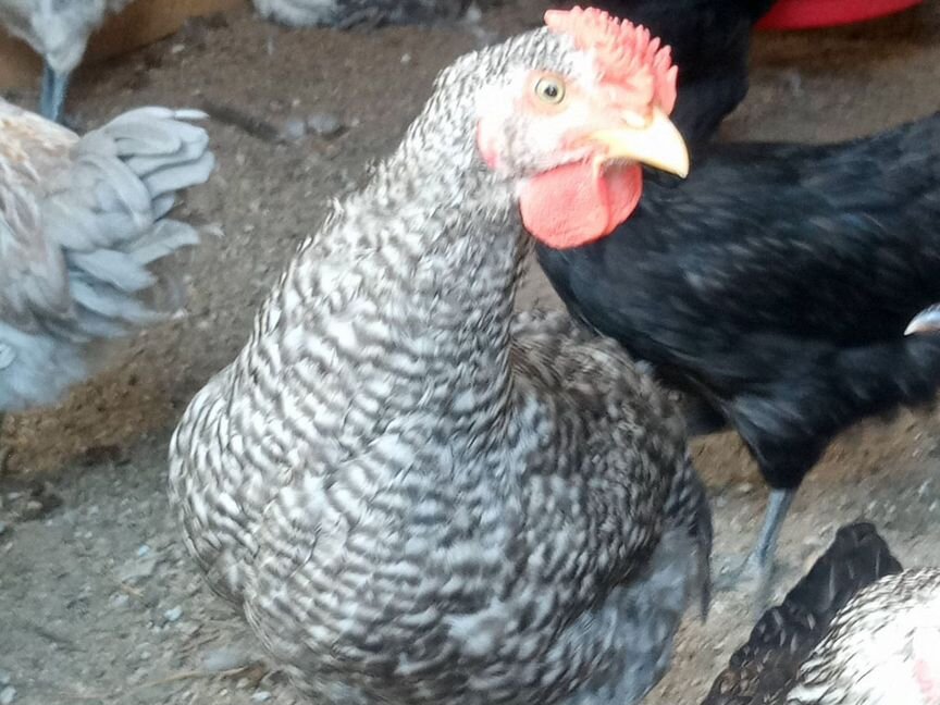 Молодые петушки