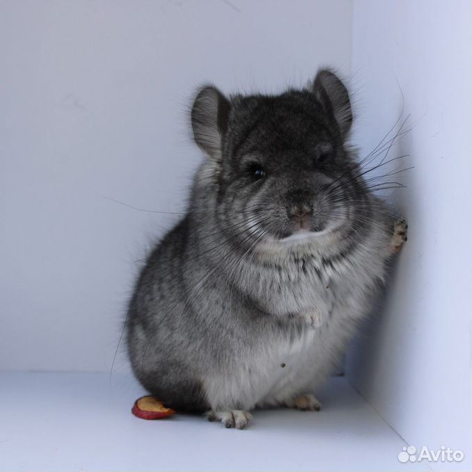 Шиншилла ангора мальчик