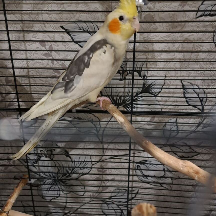 Попугай корелла