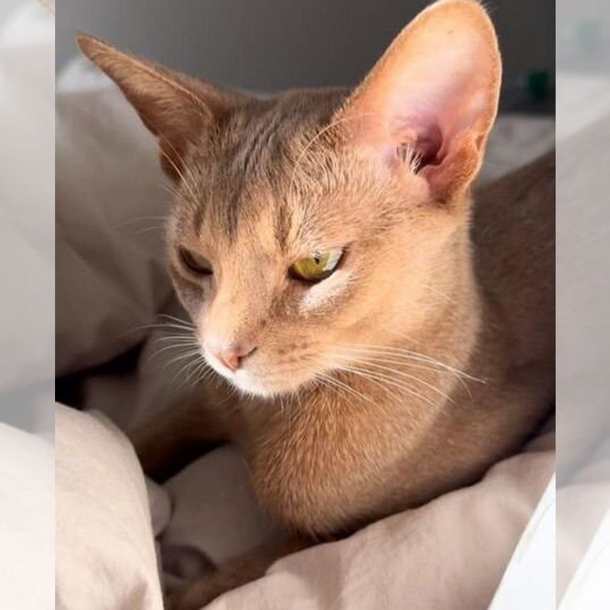 Абиссинская кошка из хорошего питомника 2 года