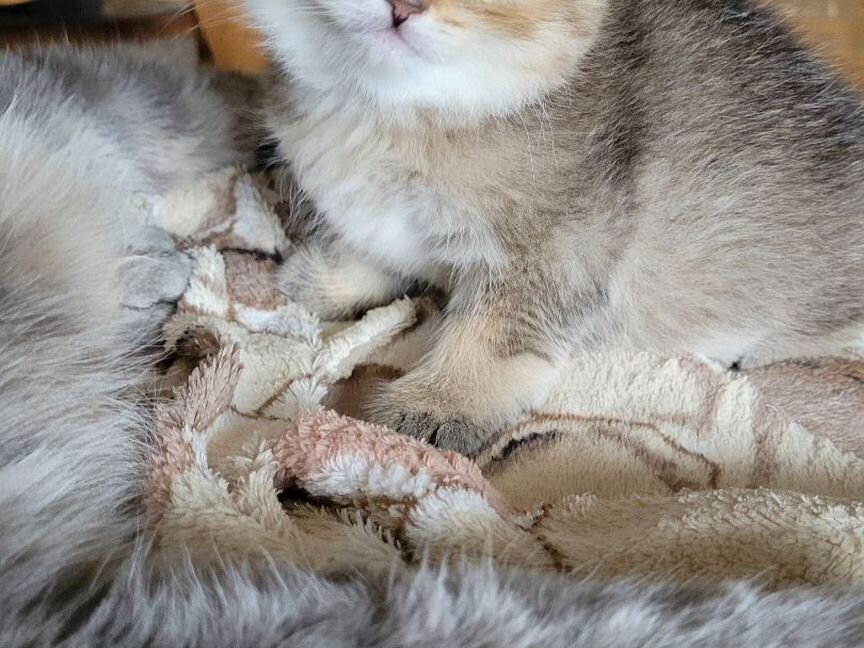 Шотландская