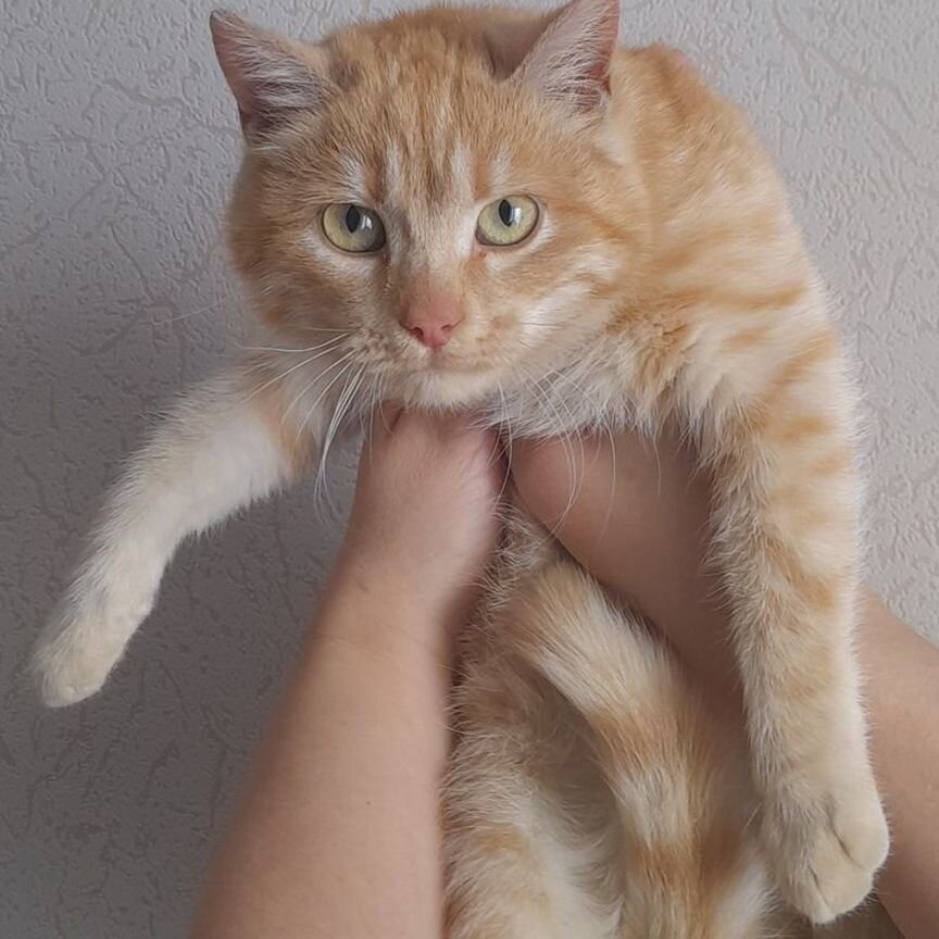 Кошечка и котик рыженькие апельсинки 7 месяцев
