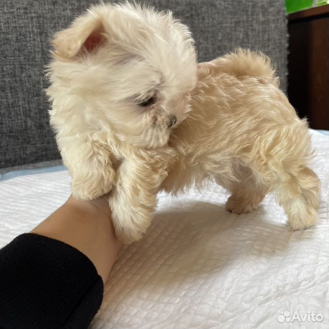 Микро Мальчик мальтипуf1