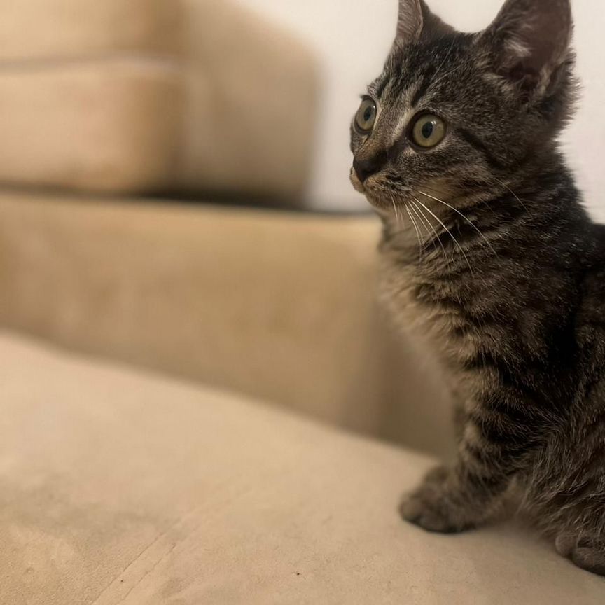 Котенок шпротик смышленый
