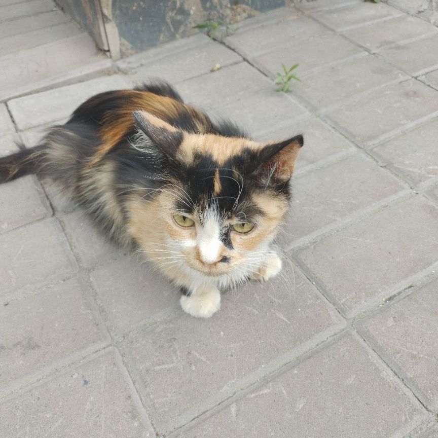 Спасти кошку и котят с улицы