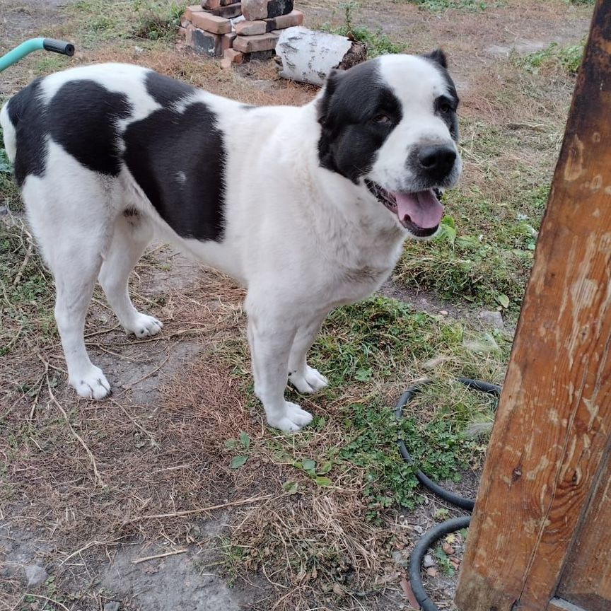 Алабай Барон 6 лет с доставкой