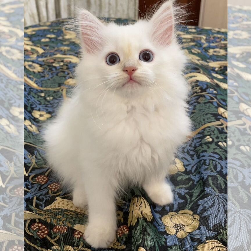 Невский маскарадный котенок мальчмк редпоинт