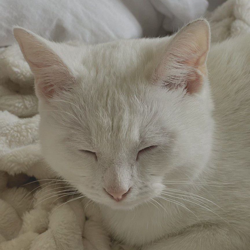 Кошка в дар бесплатно/ отдаём кошку в добрые руки