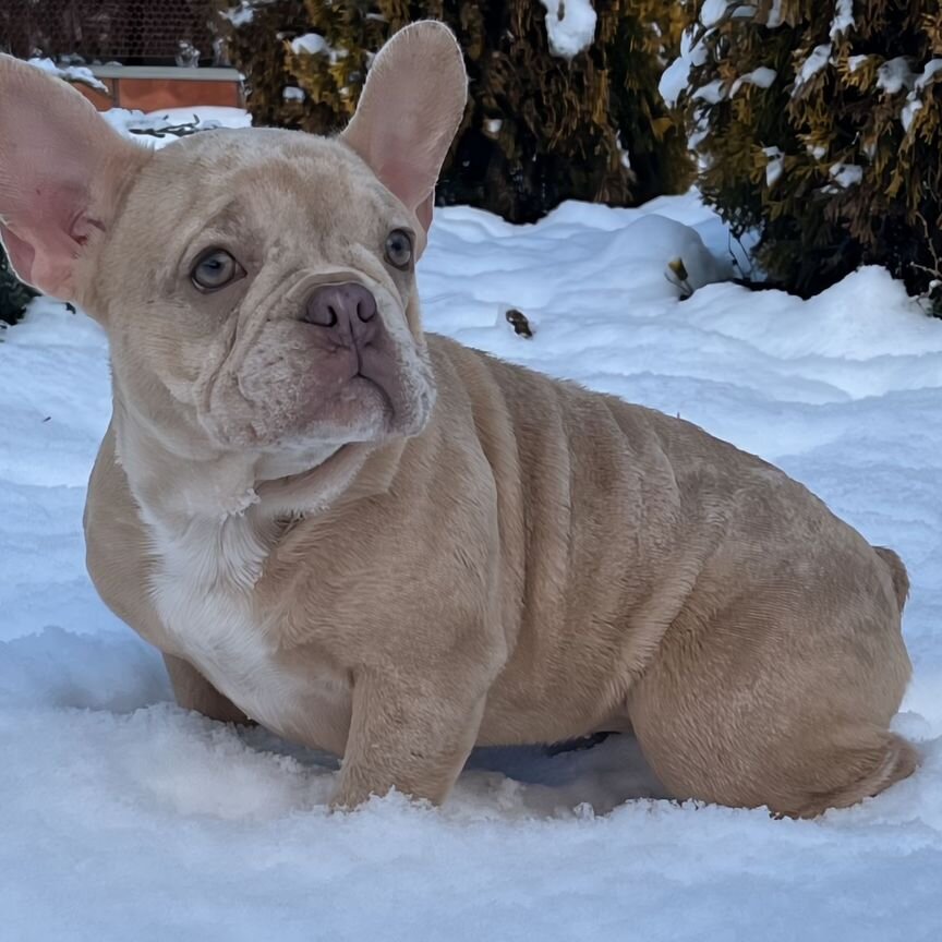 Французский бульдог, щенок