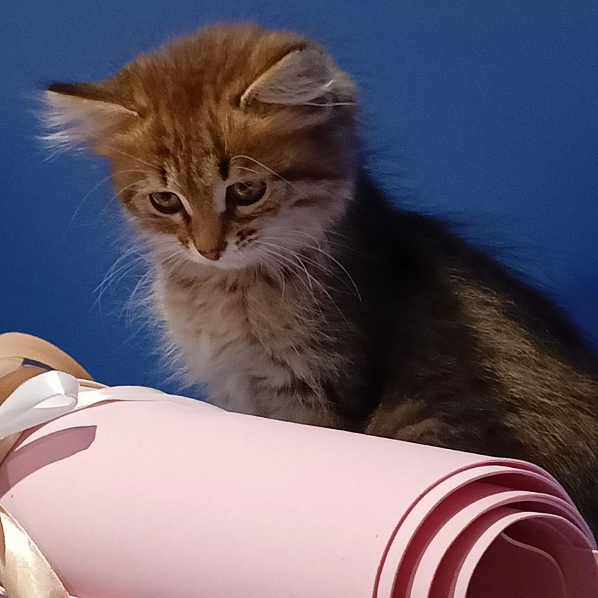 Отдам котят Исетская Пушистая