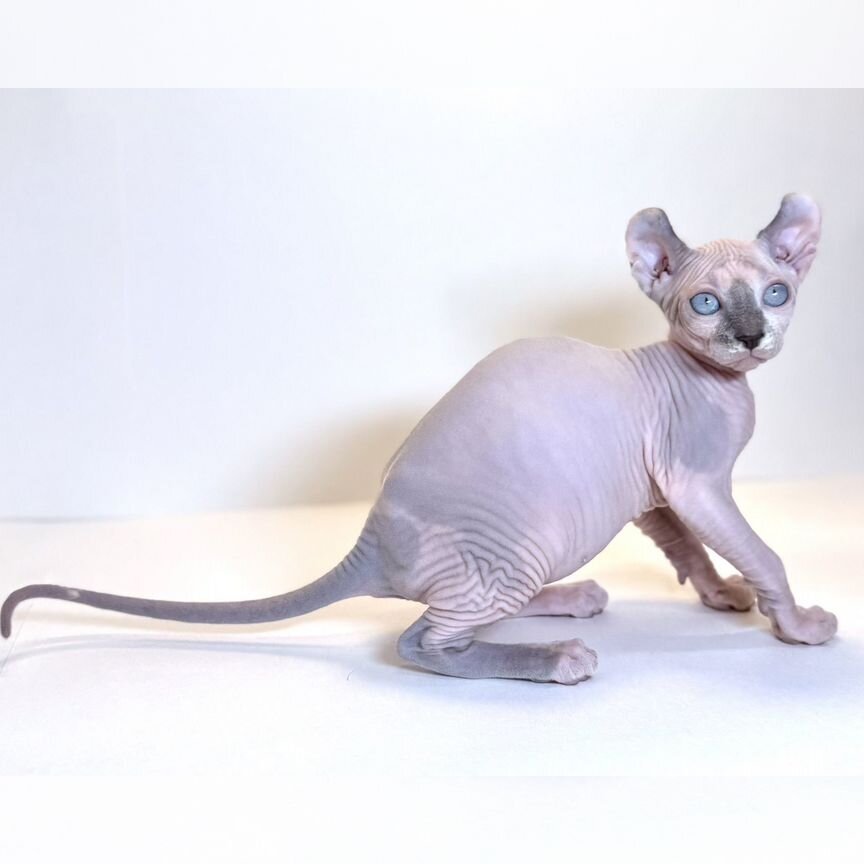 Канадский сфинкс котёнок