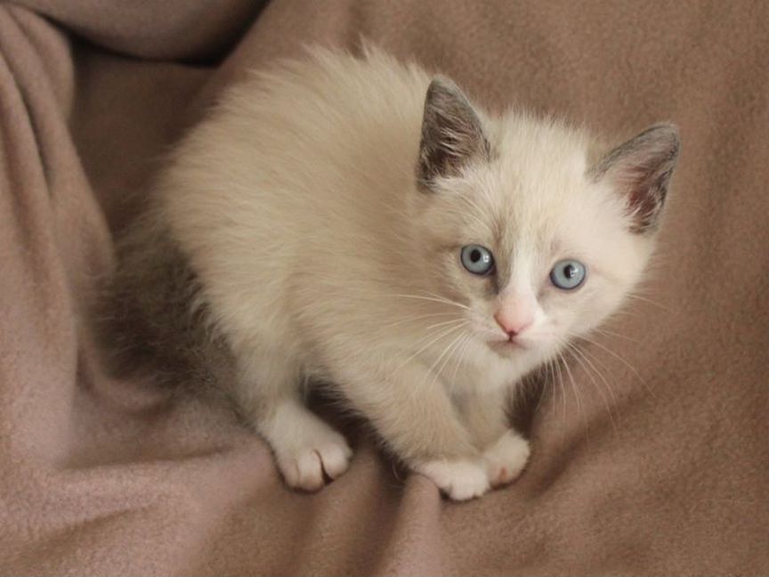 Сноу Шу редкая порода котяточки