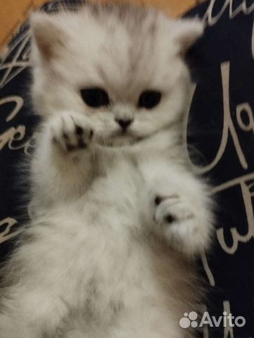 Британский котенок