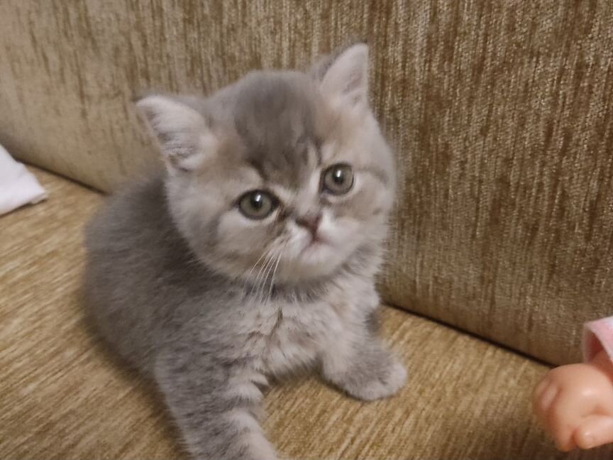 Шотландские прямоухие котенок девочка