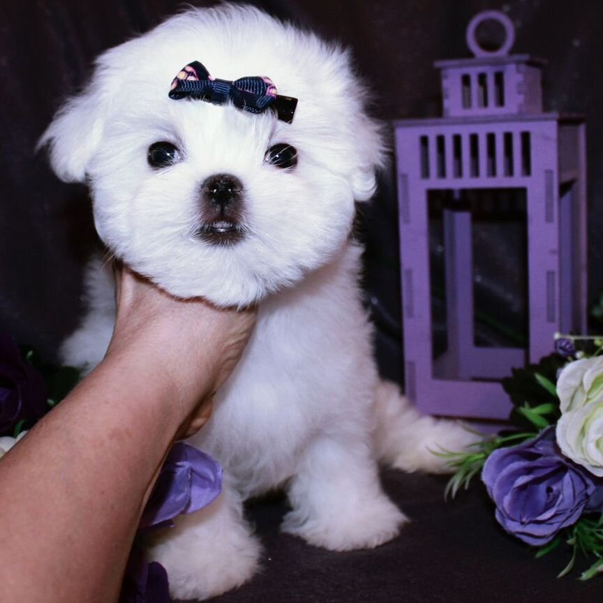 Мальтийская болонка, щенок