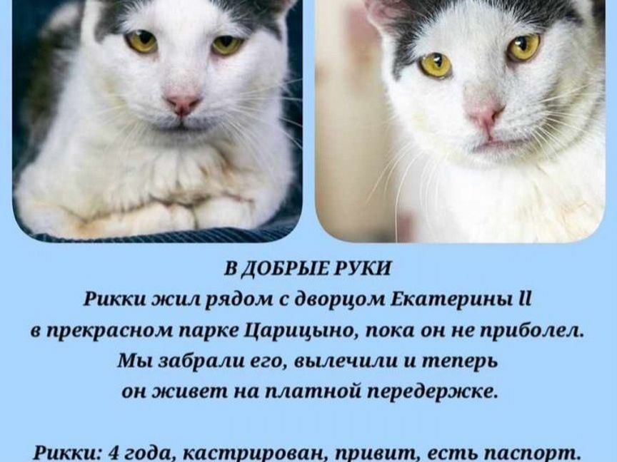 Очень хороший и несчастный кот ищет дом
