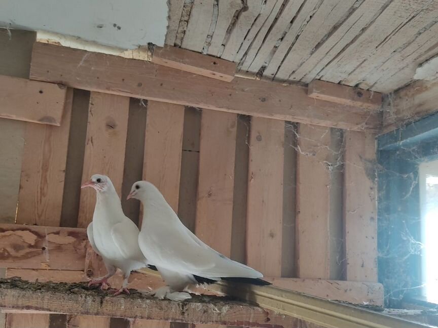 Продажа бакинских голубей