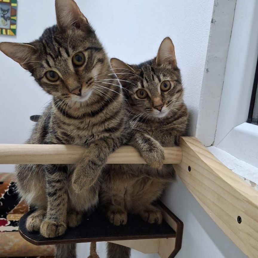 Котята ищут дом