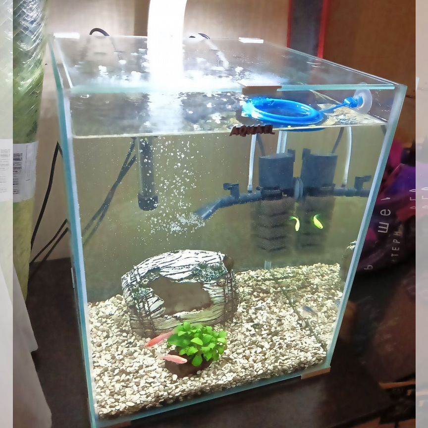 Отдам в добрые руки рыбок и улитку