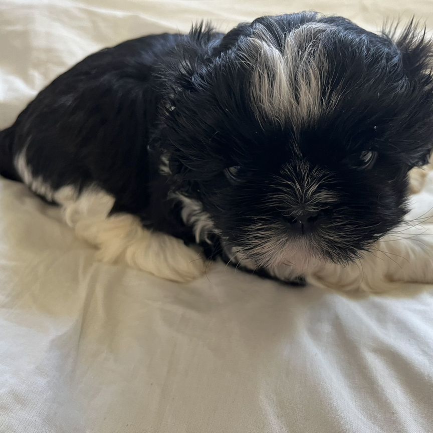 Мальчик красавчик ши-тцу