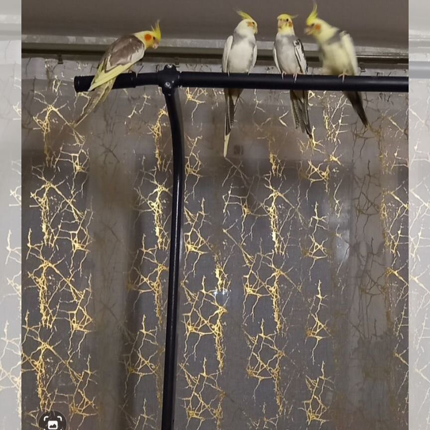 Попугай корелла