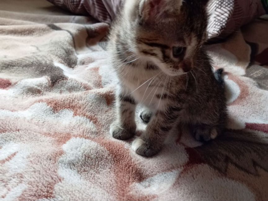 Кошка