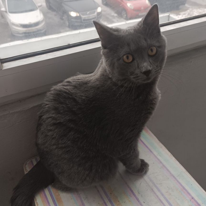Котенок в добрые руки