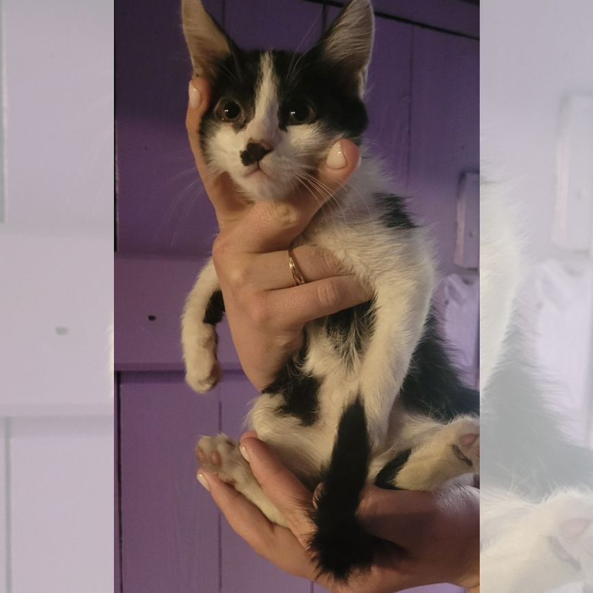 Кошка, хорошая мышеловка и кошечка около 4х мес