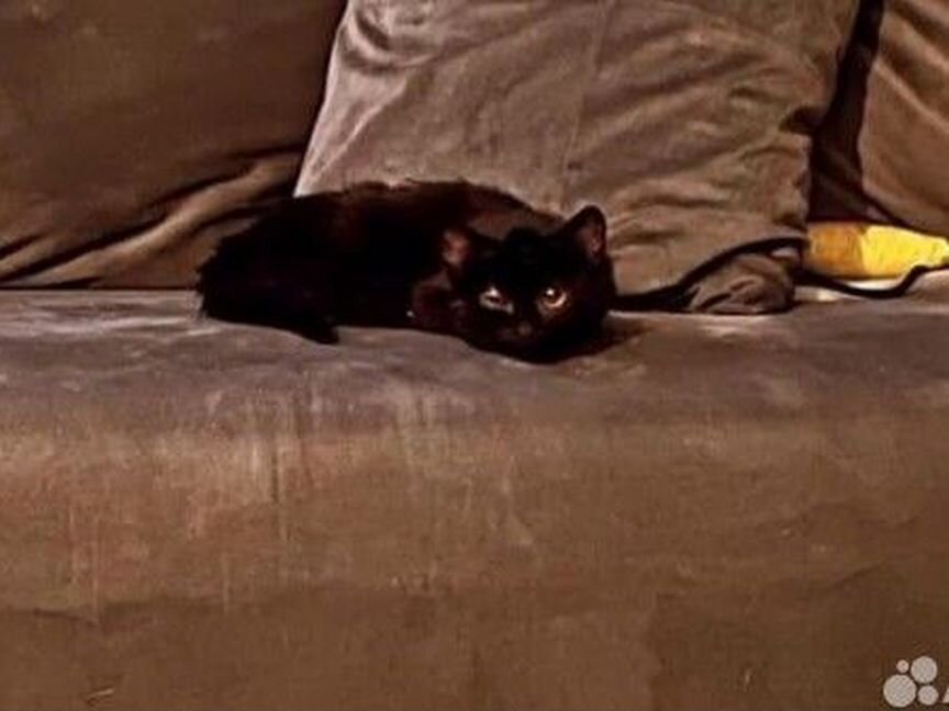 Котенок ищет передержку или дом в добрые руки