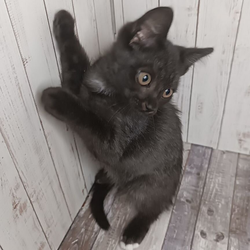 Котенок в добрые руки