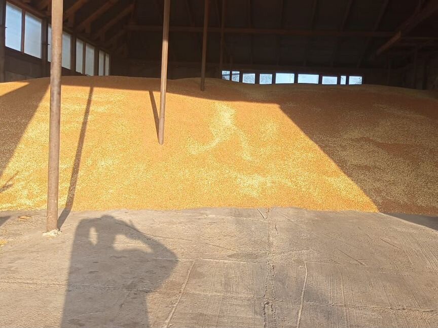 Яровая пшеница