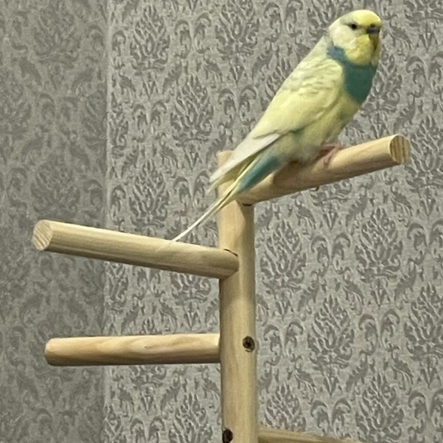 Волнистый попугай