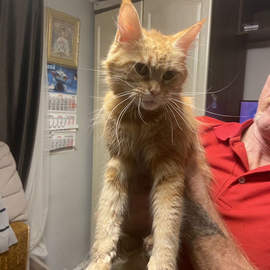 Котята Мейн-кун