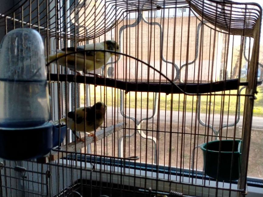 Кенара и канарейки