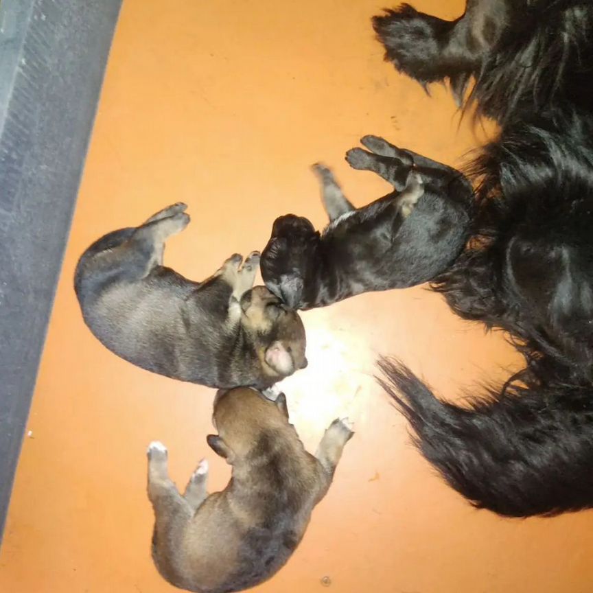 Лабрадор-ретривер, щенок