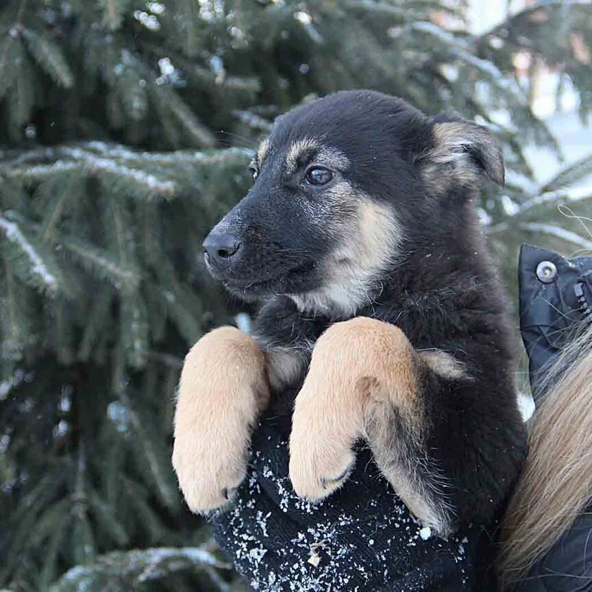 Щенки-девчонки на охрану