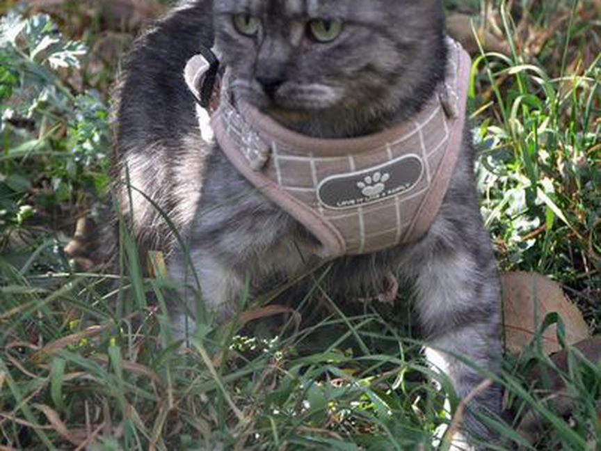 Кошечка Баффи В добрые руки