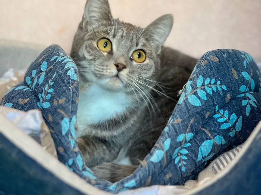 Котенок Василиса