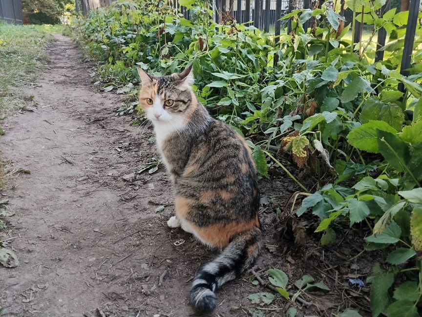 Котикам нужна передержка или сразу дом