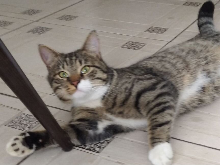 Котик в добрые руки