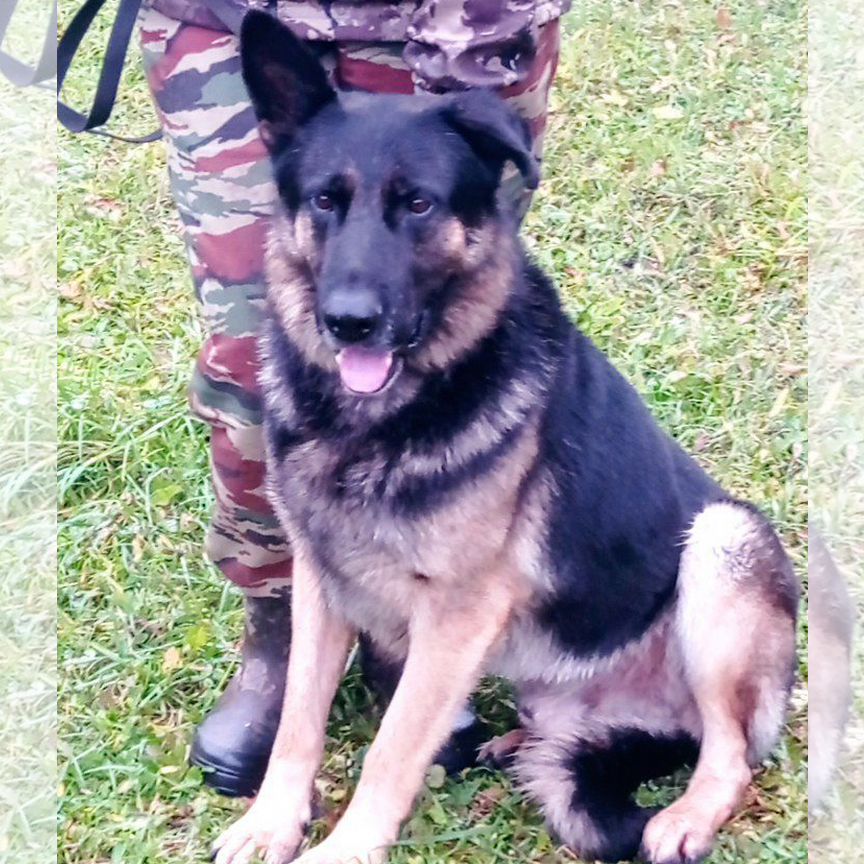 Немецкая овчарка, взрослый пёс