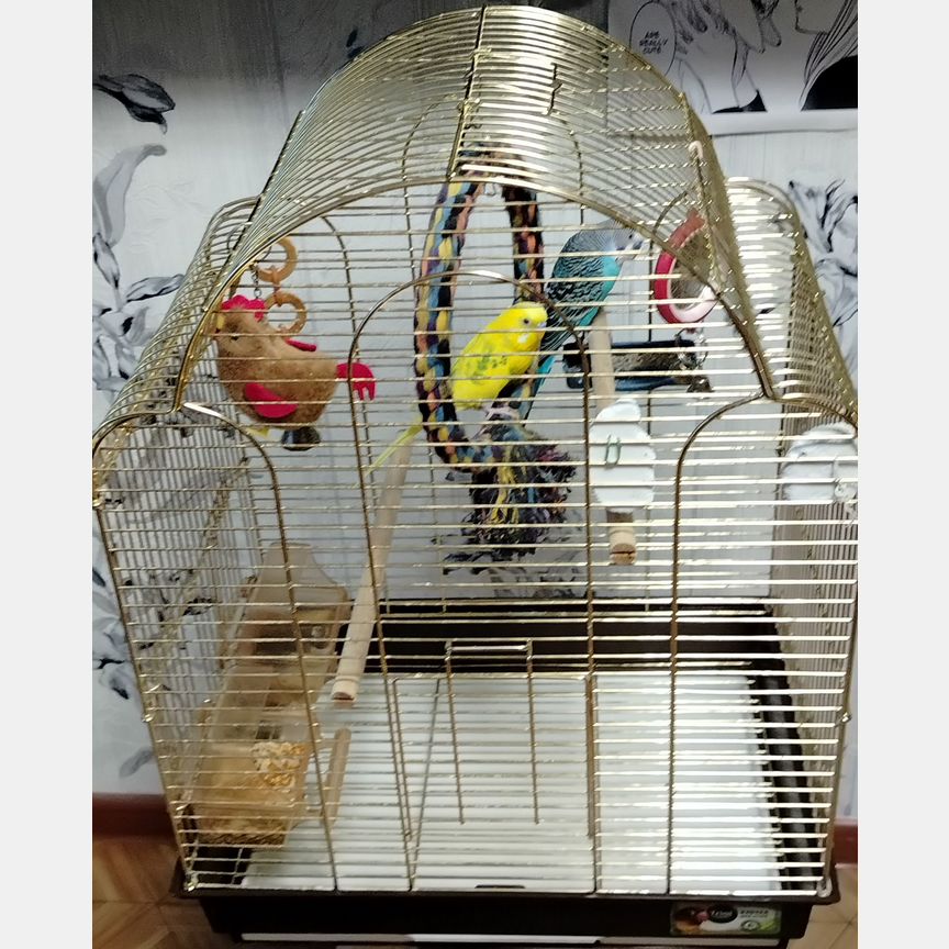 Волнистые поугачики с клеткой