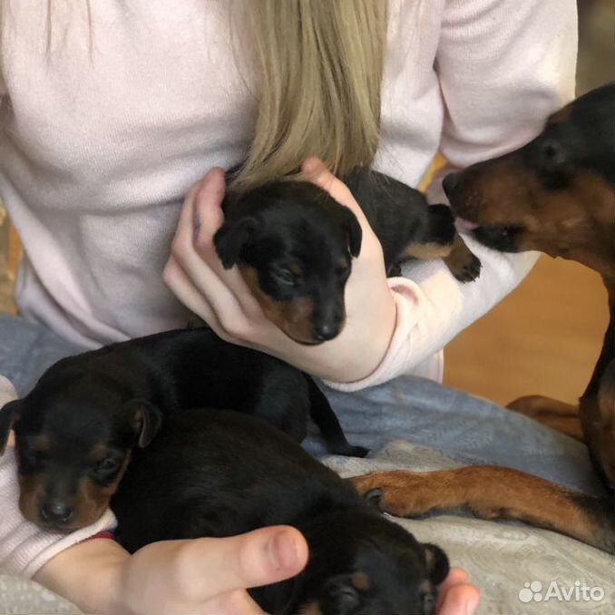 Щенки цвергпинчера (маленький доберман)