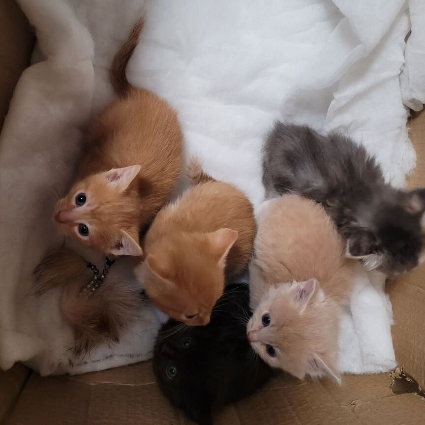 Котёнок в добрые руки