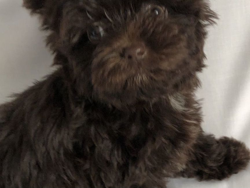 Шоколадные йорки девочки