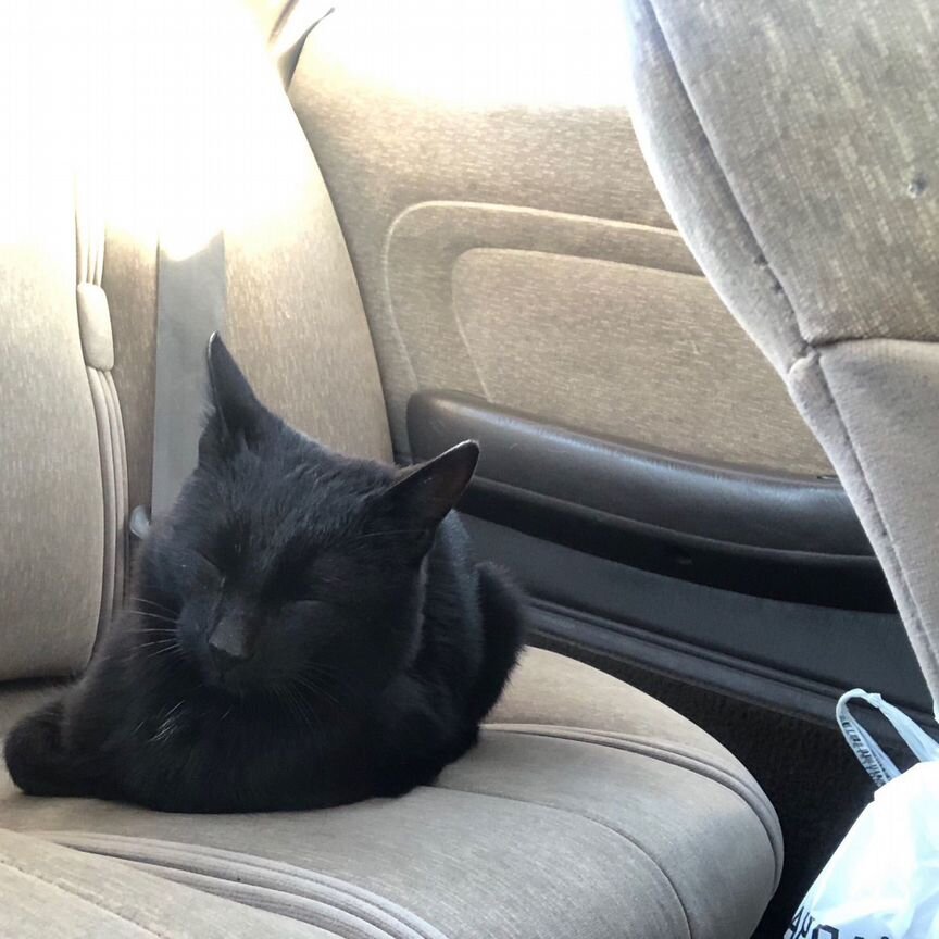 Сибирский котёнок