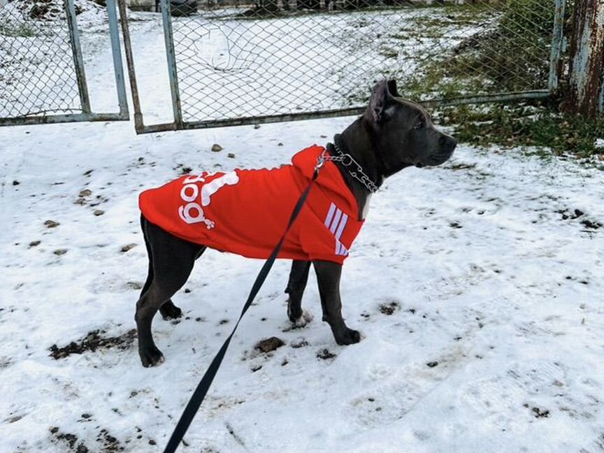 Одежда для собак